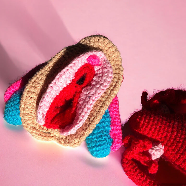 Modelo tejido de Útero, con labios externos, internos y clítoris desmo ...